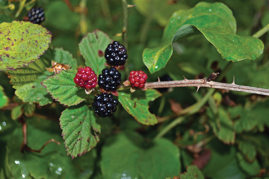 All About Rubus Berries - Grit